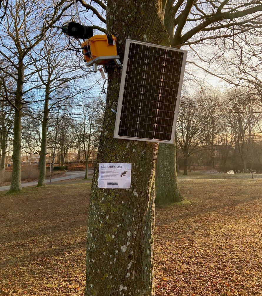 Råger-robotter skal holde råger ude af Plantagen
