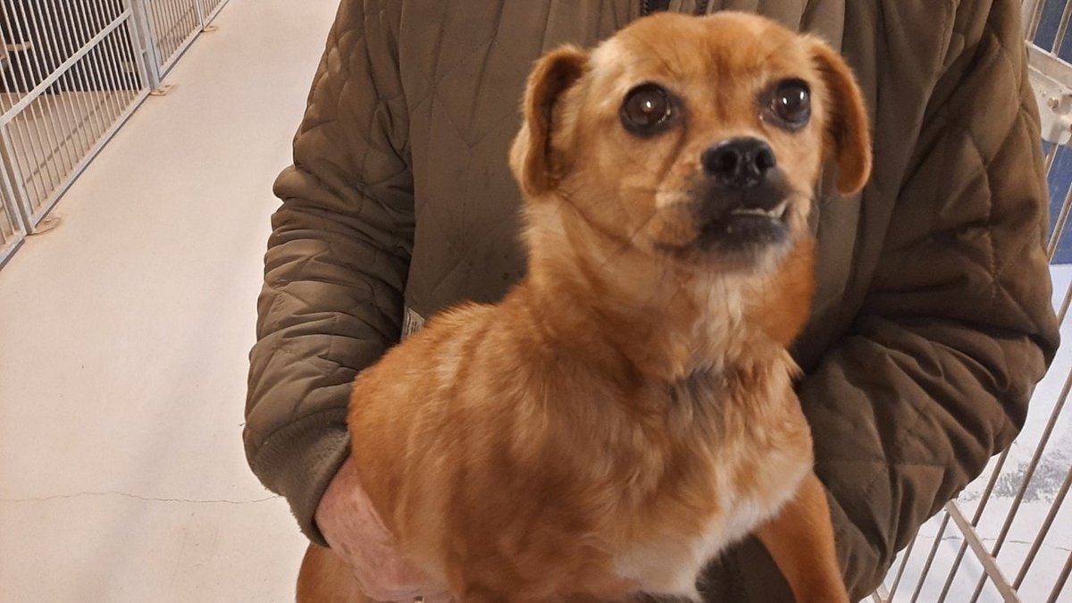 Mindre hund med brunlig/rødlig pels fundet i Sæby – hvem ejer den?