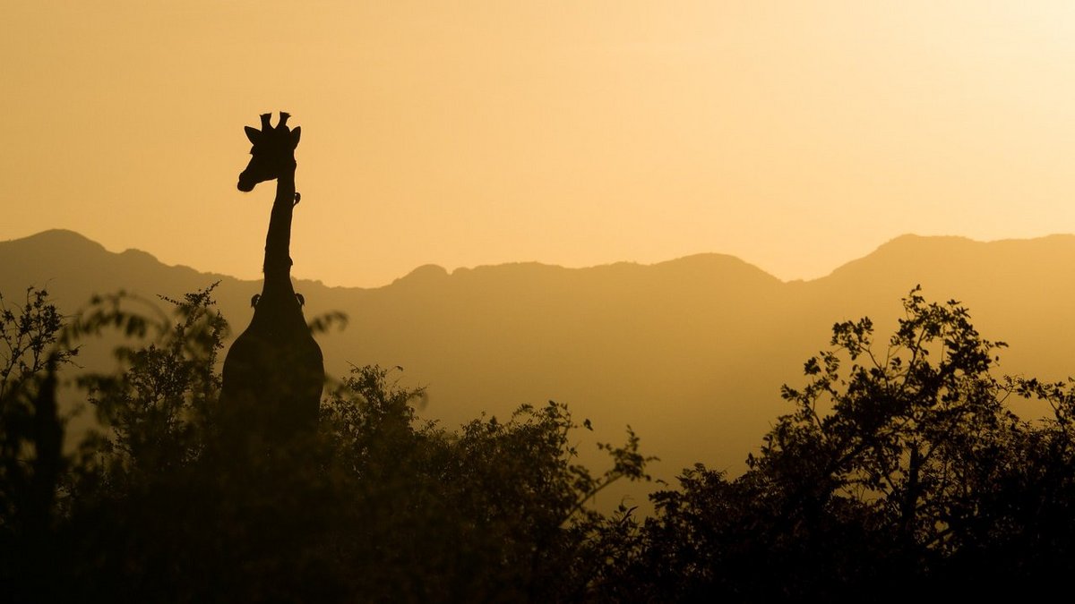 Rejser til Afrika: Opdag det fascinerende kontinent
